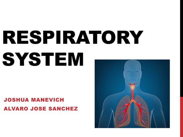 Respiratory system | PPT
