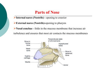 Respiratory system | PPTX