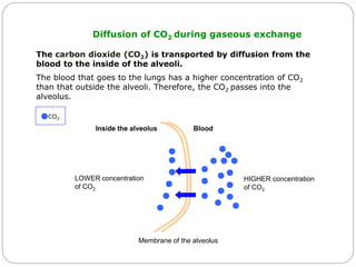 Nutrition function I: The respiratory system. | PPTX