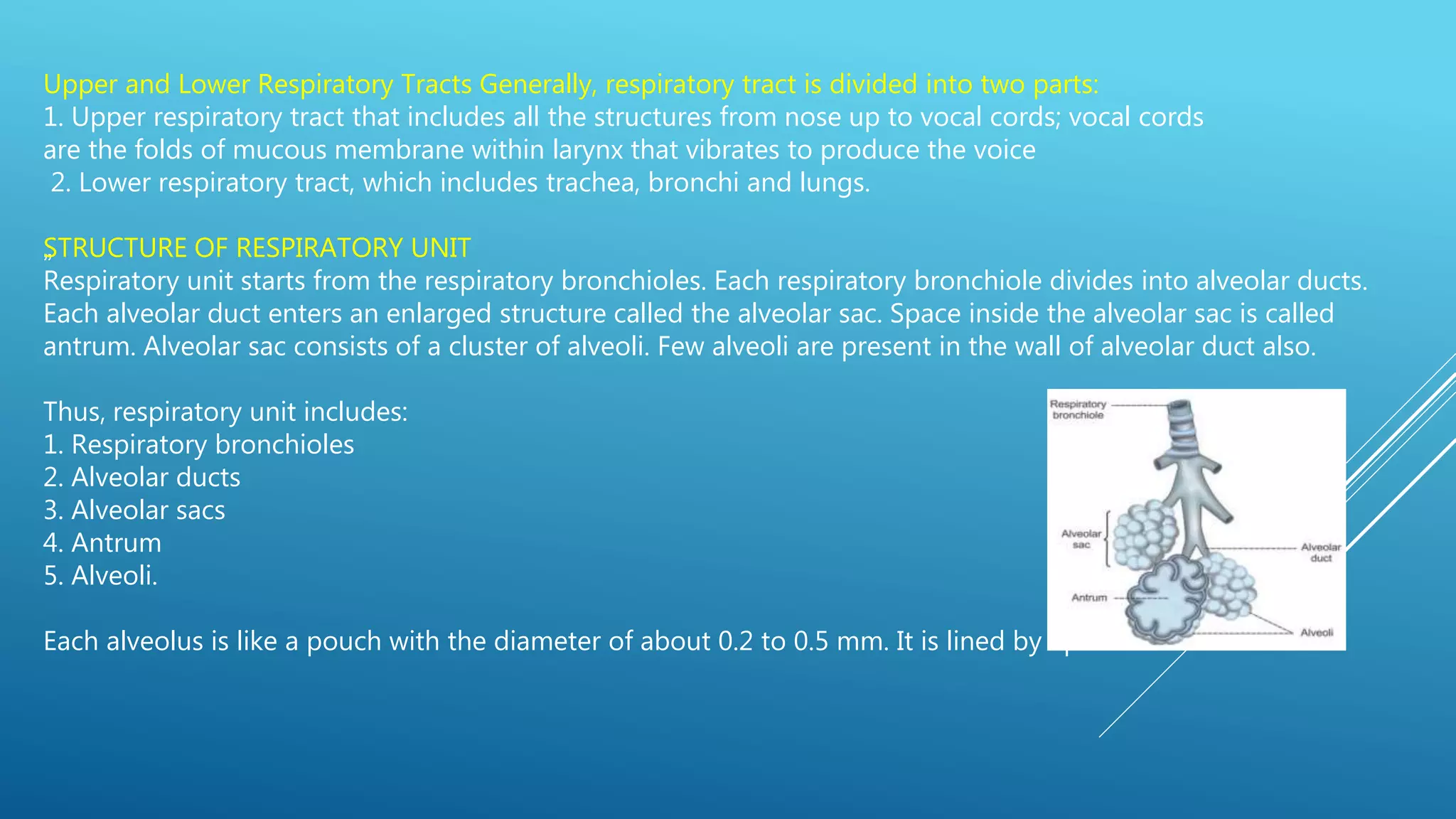 RESPIRATORY SYSTEM_-161584142.pptx