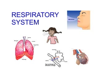 Respiratory system | PPT