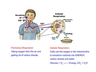 Respiratory system | PPT