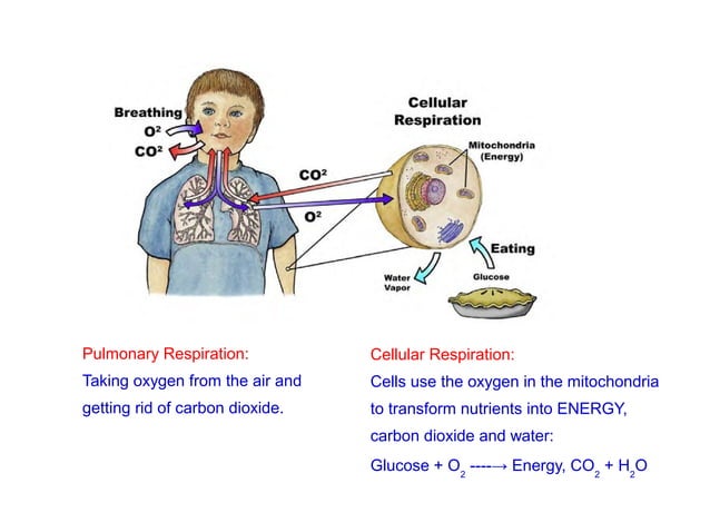 Respiratory system | PPT