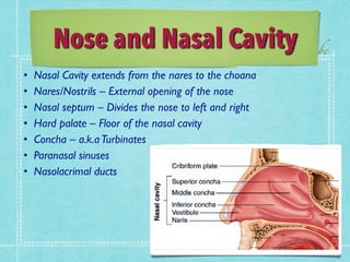 Respiratory system | PPT
