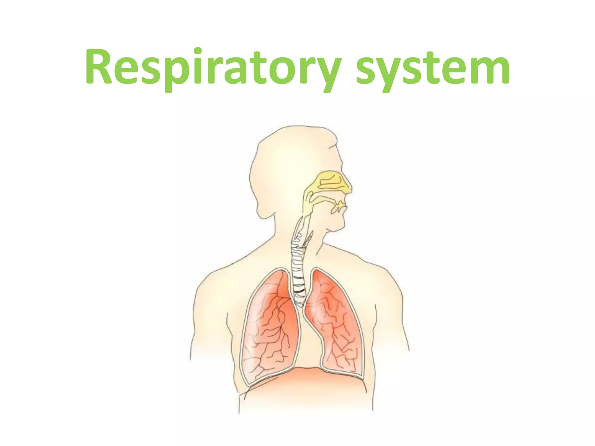 Respiratory system | PPTX