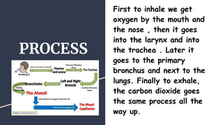 Respiratory system | PPT