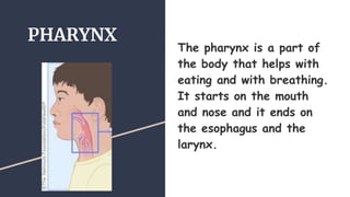 Respiratory system | PPT