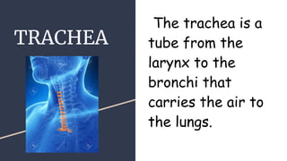 Respiratory system | PPT