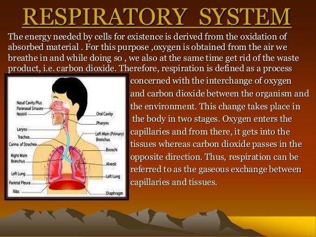 Respiratory system
