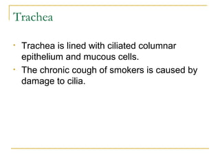 Respiratory system | PPT
