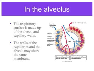 Respiratory system | PPT
