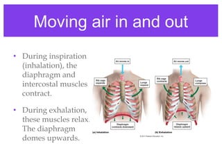 Respiratory system | PPT