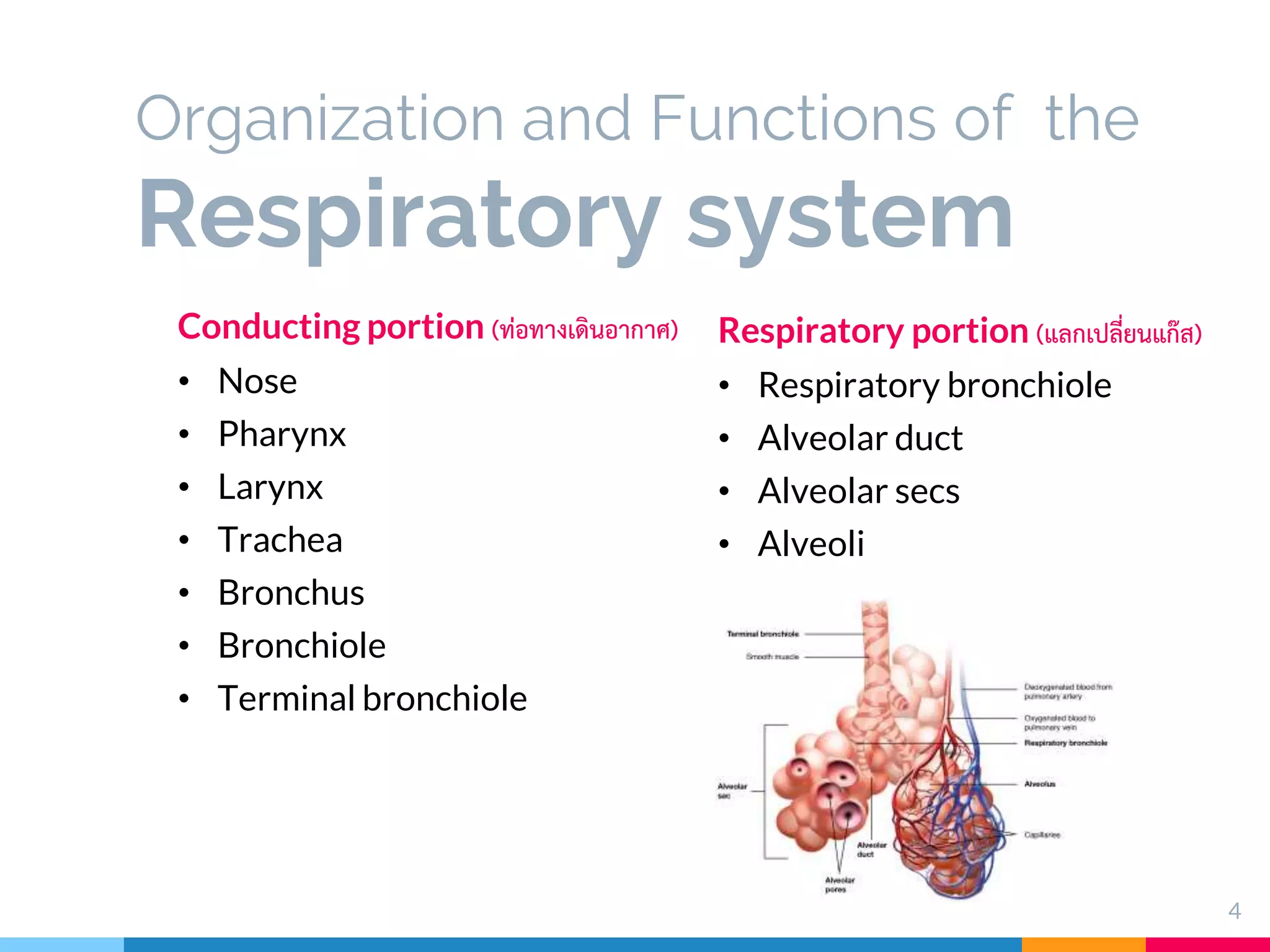 Respiratory system | PPTX