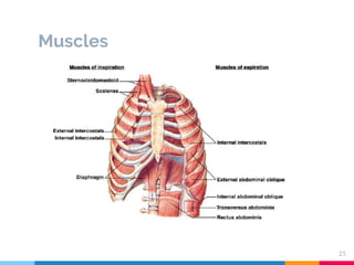 Respiratory system | PPTX