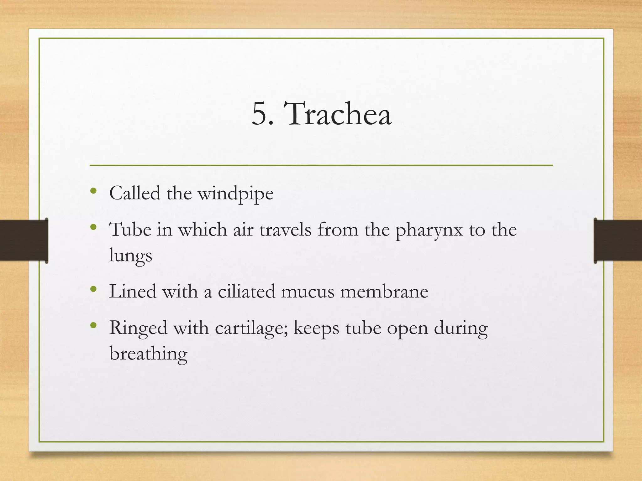 Respiratory system | PPT
