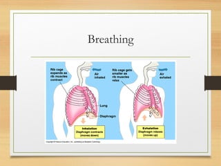Respiratory system | PPT
