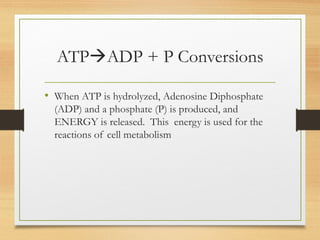 Respiratory system | PPT