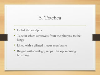Respiratory system | PPT