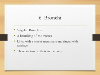 Respiratory system | PPT