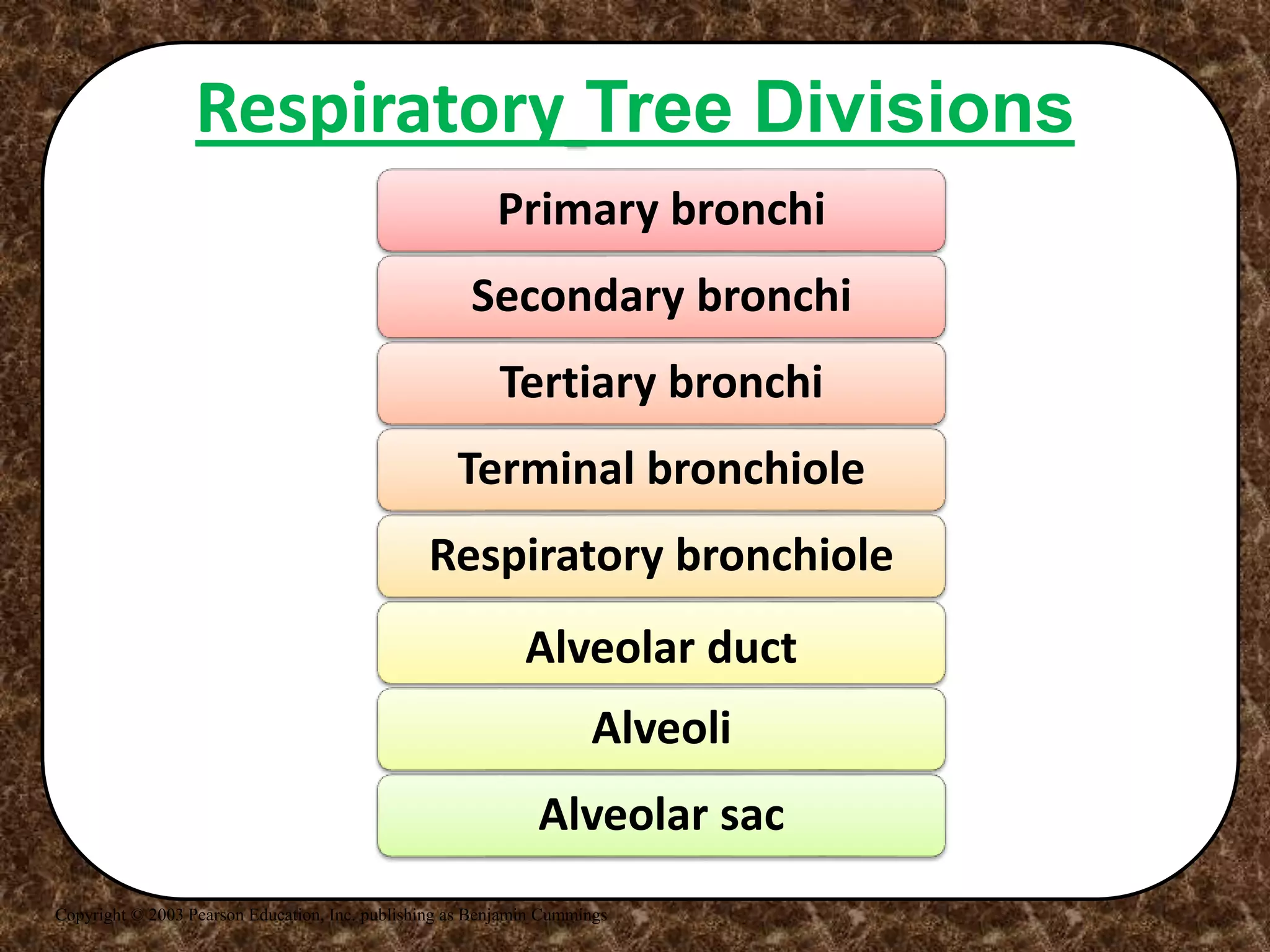 Respiratory system | PPTX