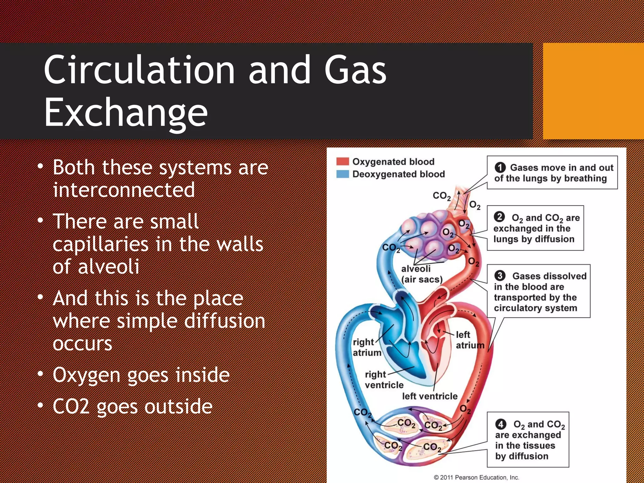 breathing gas exchange | PPT