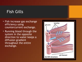 breathing gas exchange | PPT