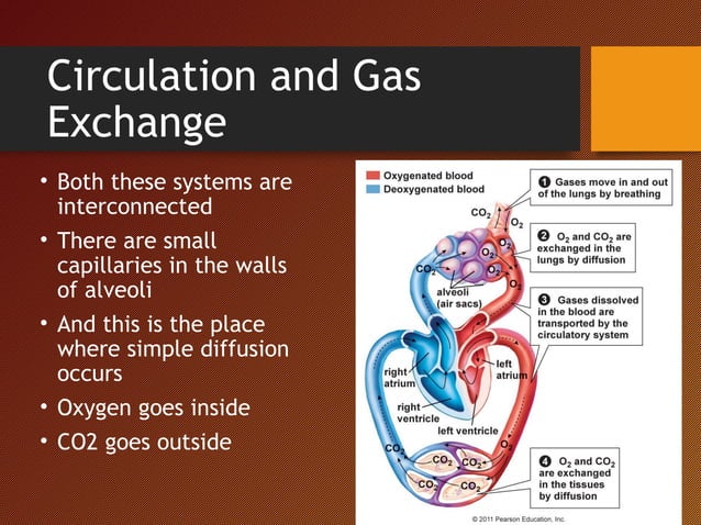 breathing gas exchange | PPT