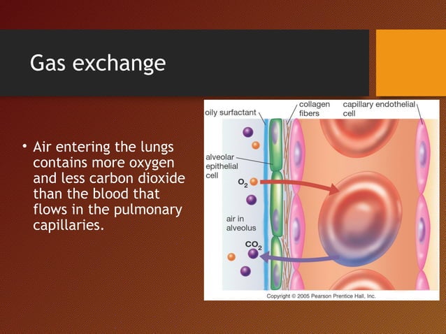 breathing gas exchange | PPT