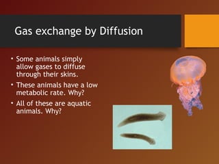 breathing gas exchange | PPT
