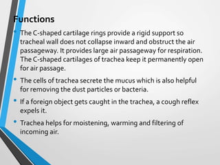 Respiratory system | PPTX