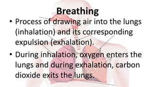 respiratorysystem-190628042718.pdf