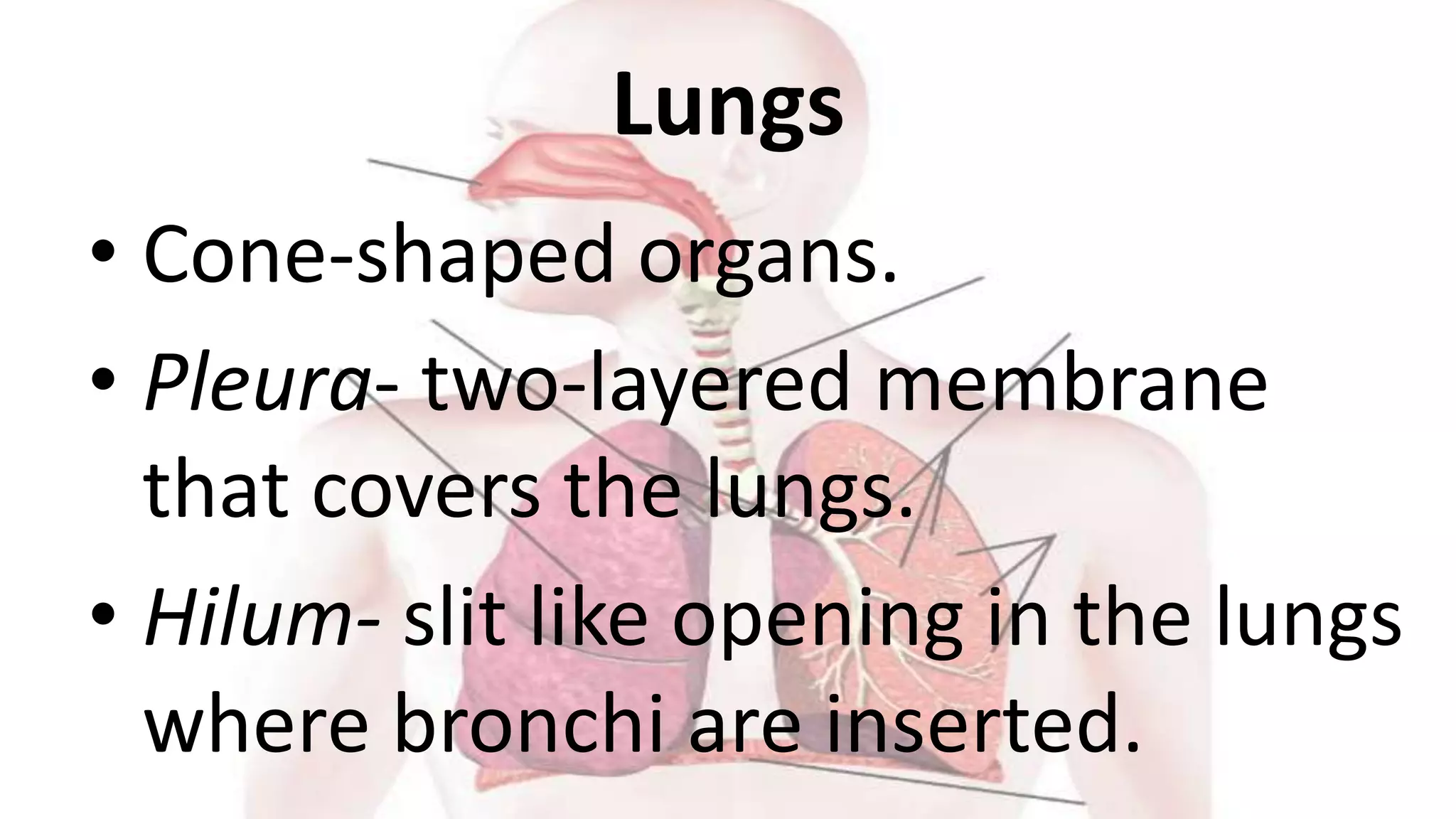 Parts and Function of Respiratory System - Grade 9 Science | PPTX