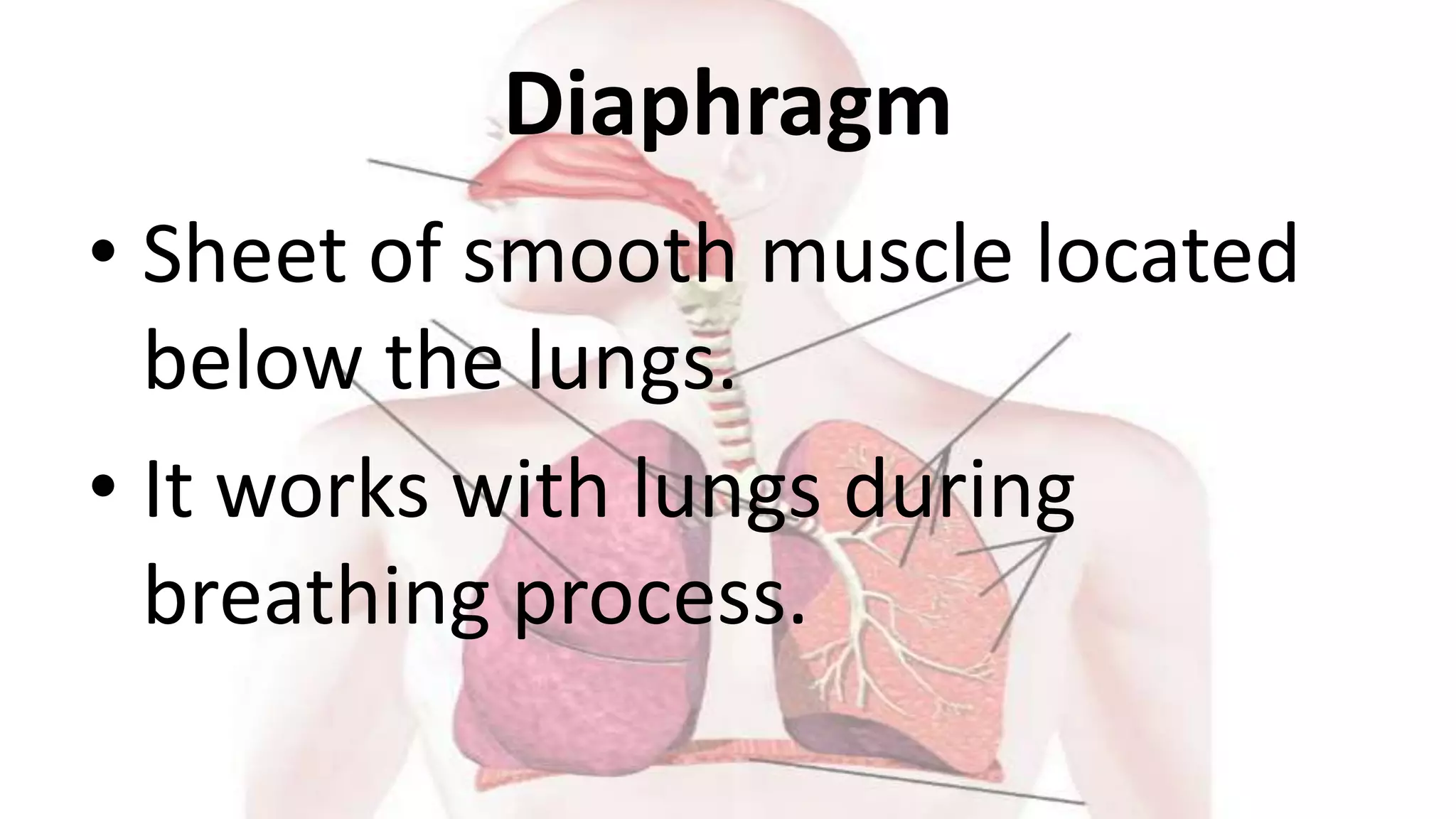 Parts and Function of Respiratory System - Grade 9 Science | PPTX