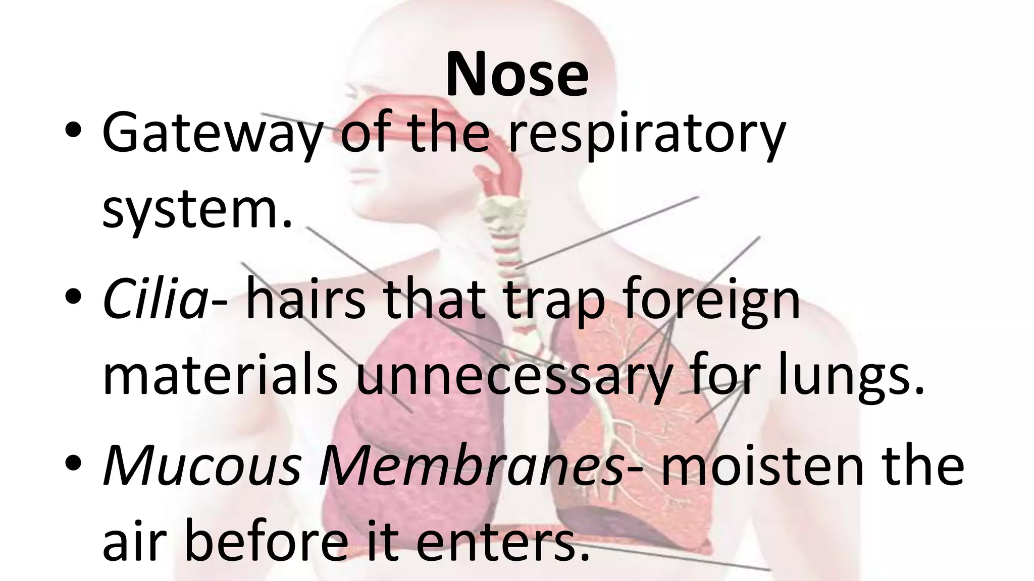 Parts and Function of Respiratory System - Grade 9 Science | PPTX