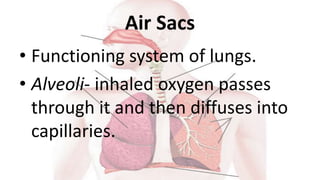 Parts and Function of Respiratory System - Grade 9 Science | PPTX