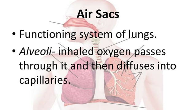 Parts and Function of Respiratory System - Grade 9 Science | PPTX