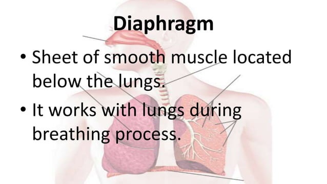 Parts and Function of Respiratory System - Grade 9 Science | PPTX