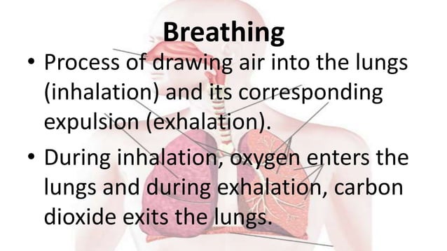 Parts and Function of Respiratory System - Grade 9 Science | PPTX