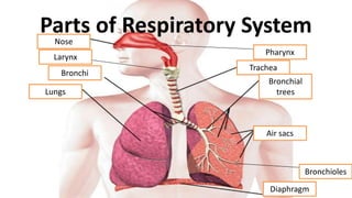 Parts and Function of Respiratory System - Grade 9 Science | PPTX