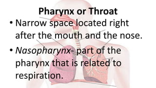 Parts and Function of Respiratory System - Grade 9 Science | PPTX