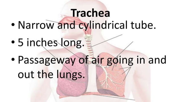 Parts and Function of Respiratory System - Grade 9 Science | PPTX