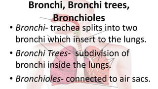 Parts and Function of Respiratory System - Grade 9 Science | PPTX