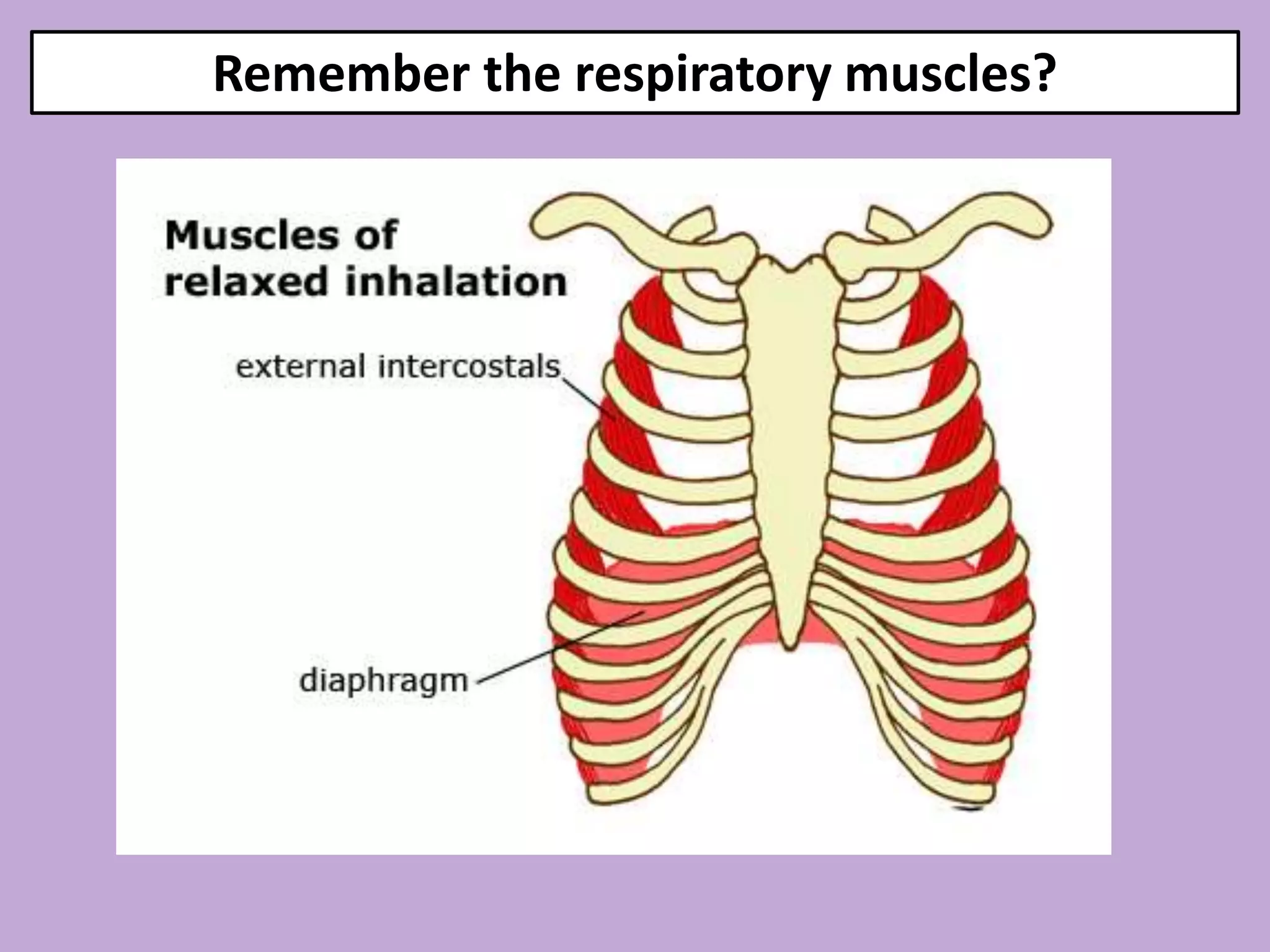 Respiratory system | PPTX