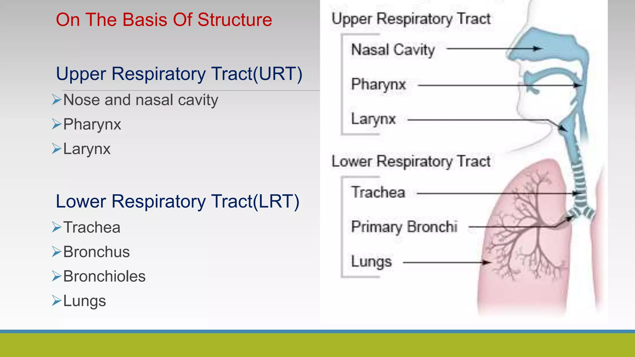Respiratory system | PPTX