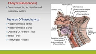 Respiratory system | PPTX