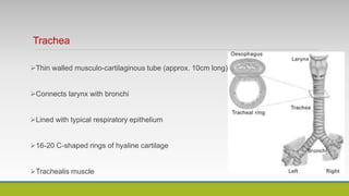 Respiratory system | PPTX