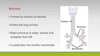 Respiratory system | PPTX