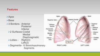 Respiratory system | PPTX