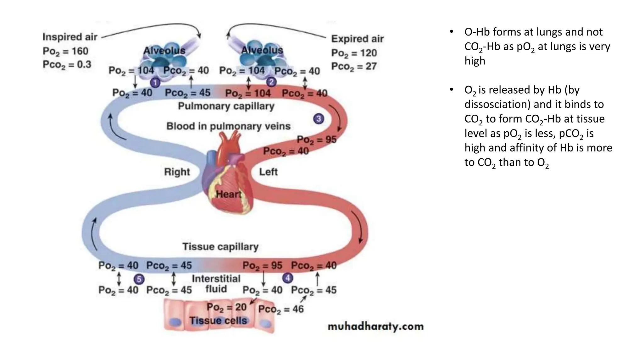 Respiratory System - 2.pptx