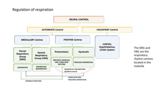 Respiratory System - 2.pptx